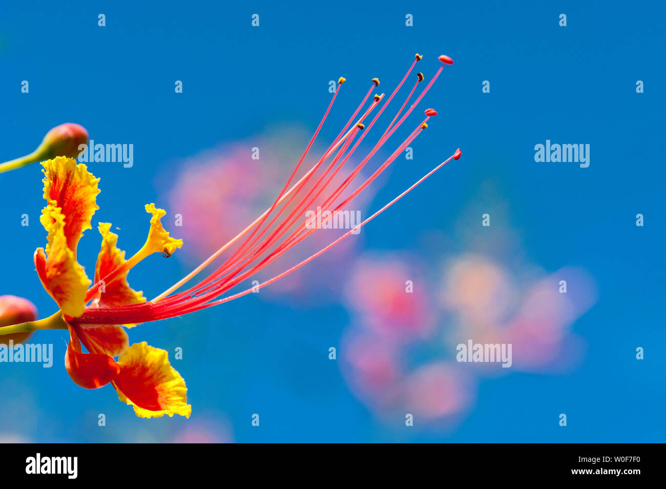 Arbres Flamboyants Banque d'image et photos - Alamy