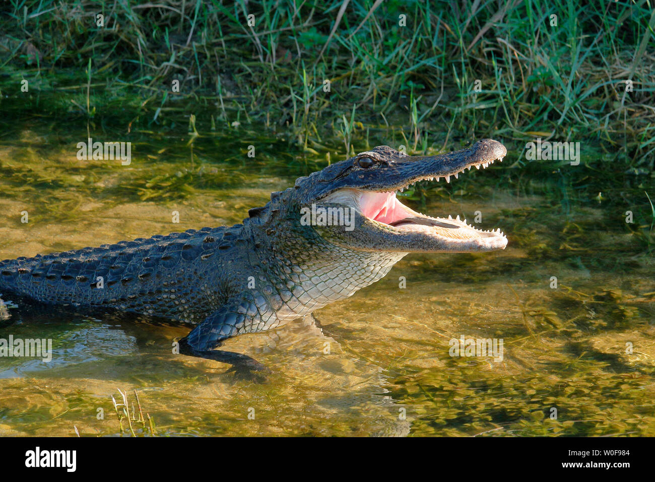 Poisson alligator Banque de photographies et d’images à haute ...