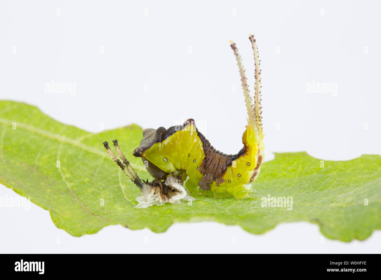 Cuticule de la chenille Banque de photographies et d’images à haute ...