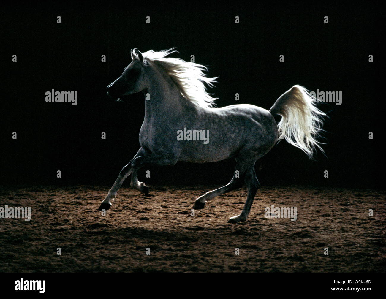 Asil arabe Banque de photographies et d’images à haute résolution - Alamy