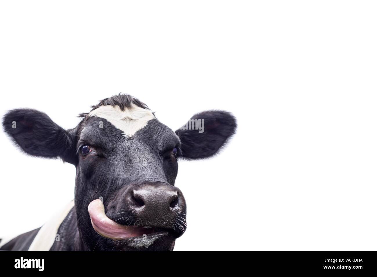 Une photo d'une vache noir et blanc léché ses lèvres Photo Stock - Alamy