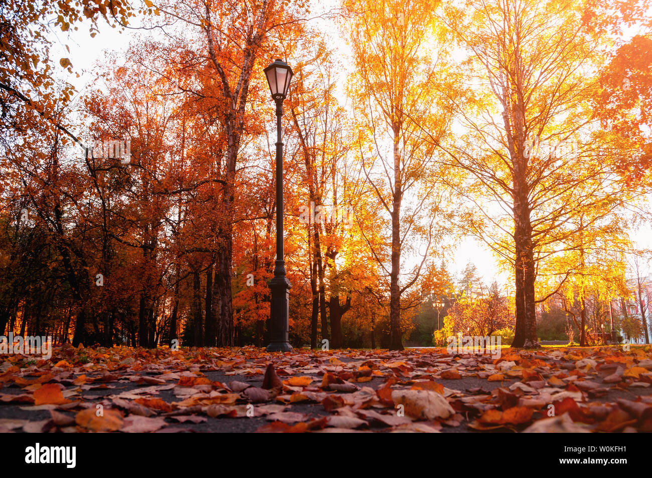 Soleil Sur Les Arbres Banque d'image et photos - Page 2 - Alamy
