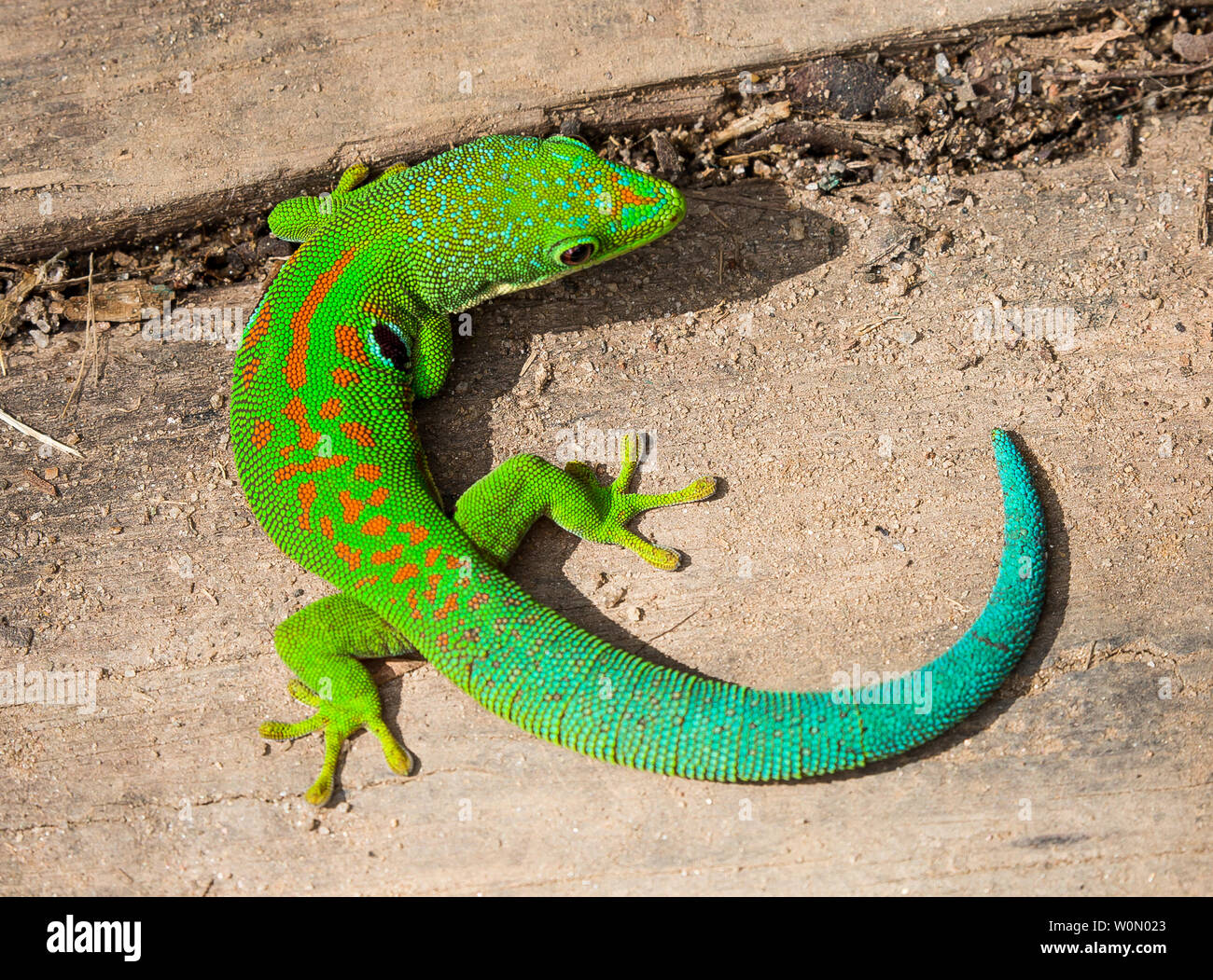 Gecko de madagascar Banque de photographies et d’images à haute ...