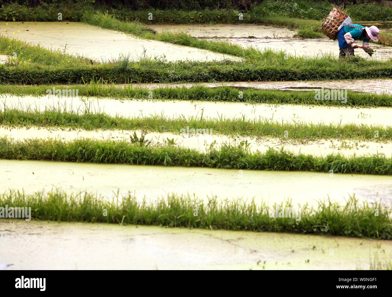 Premier producteur de riz Banque de photographies et d’images à haute ...