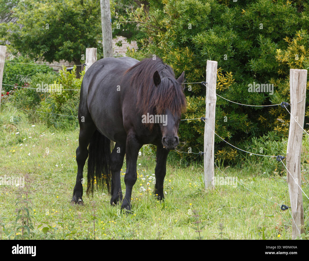Le cheval merens Banque de photographies et d’images à haute résolution ...