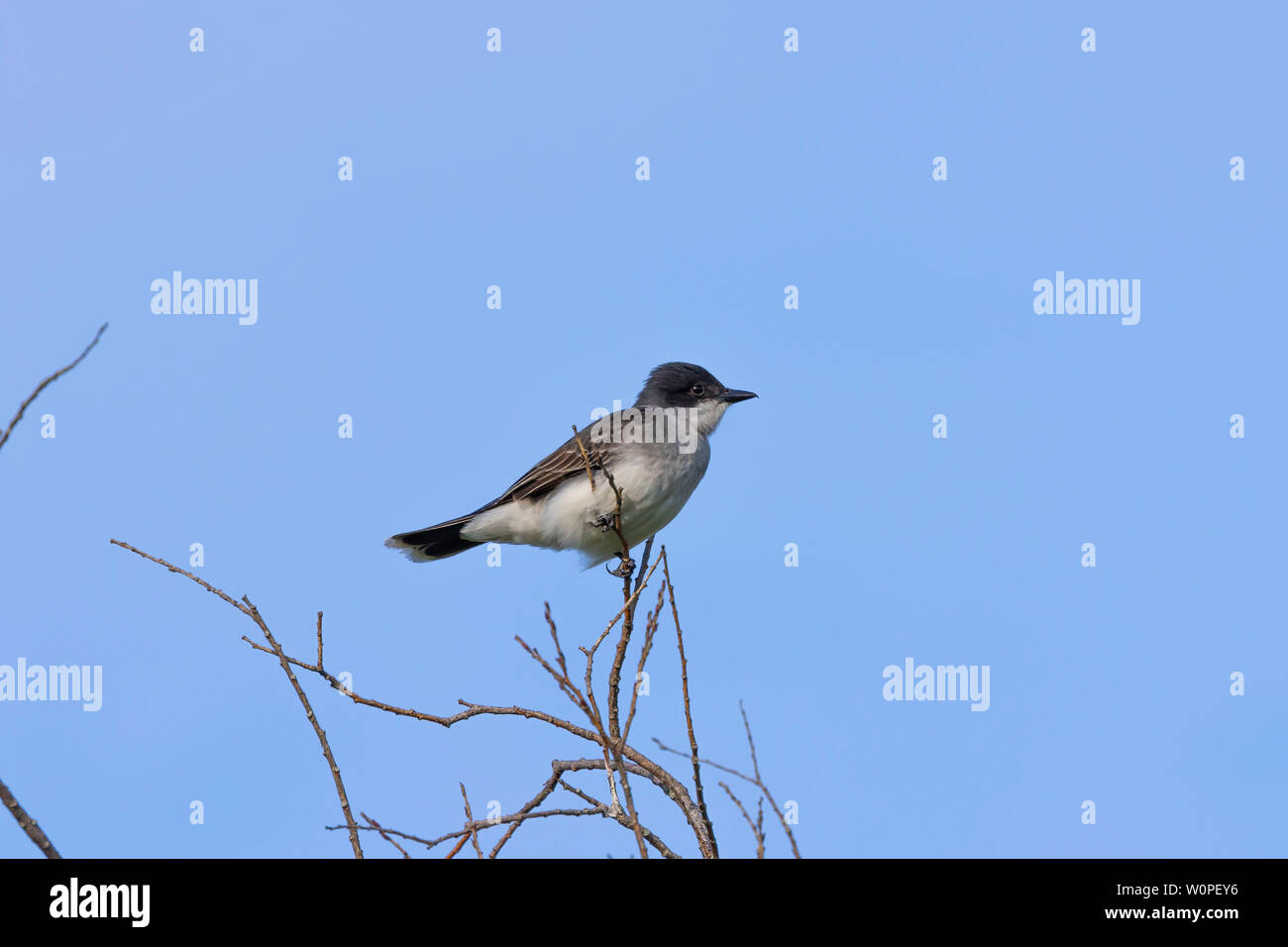 Oiseau royal assis sur son nid Banque de photographies et d’images à ...
