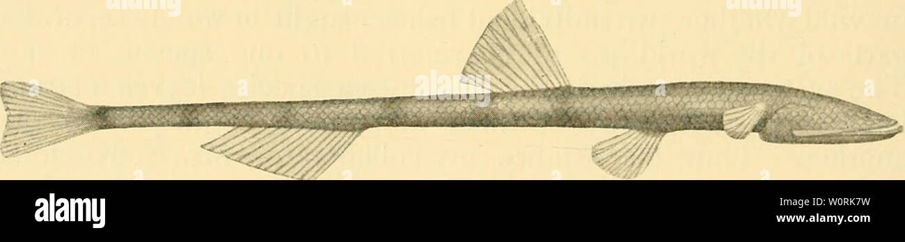 Halosauropsis macrochir Banque de photographies et d’images à haute ...