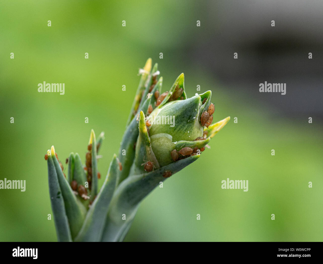 Insectes nuisibles du jardin Banque de photographies et d’images à ...