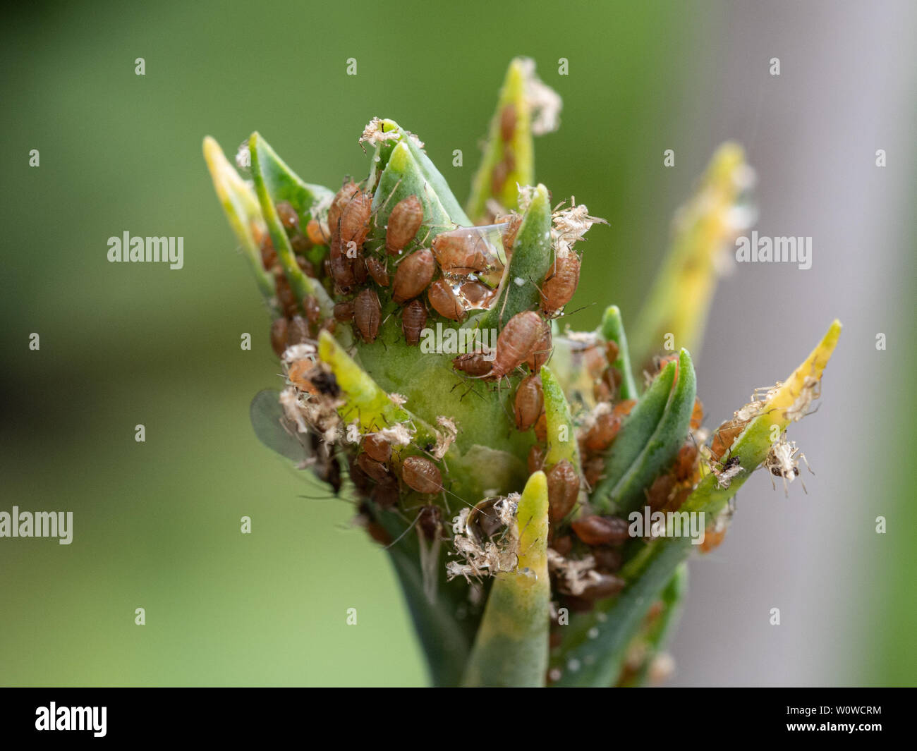 Insectes nuisibles du jardin Banque de photographies et d’images à ...