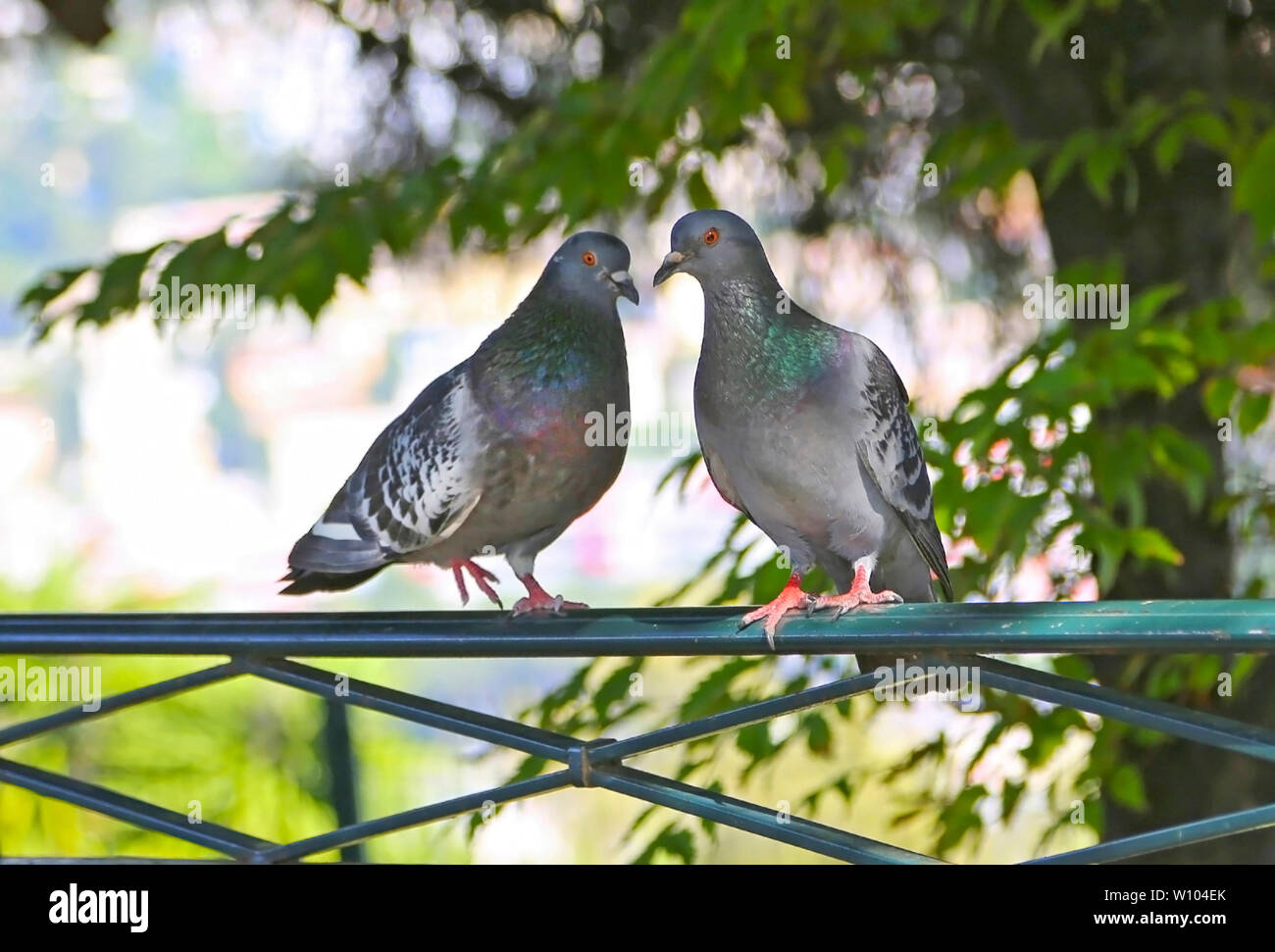 Deux pigeons assis Banque de photographies et d’images à haute ...