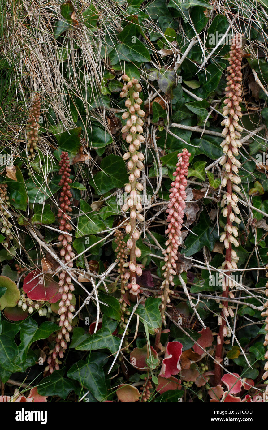 Ombilic rupestris Banque de photographies et d’images à haute ...
