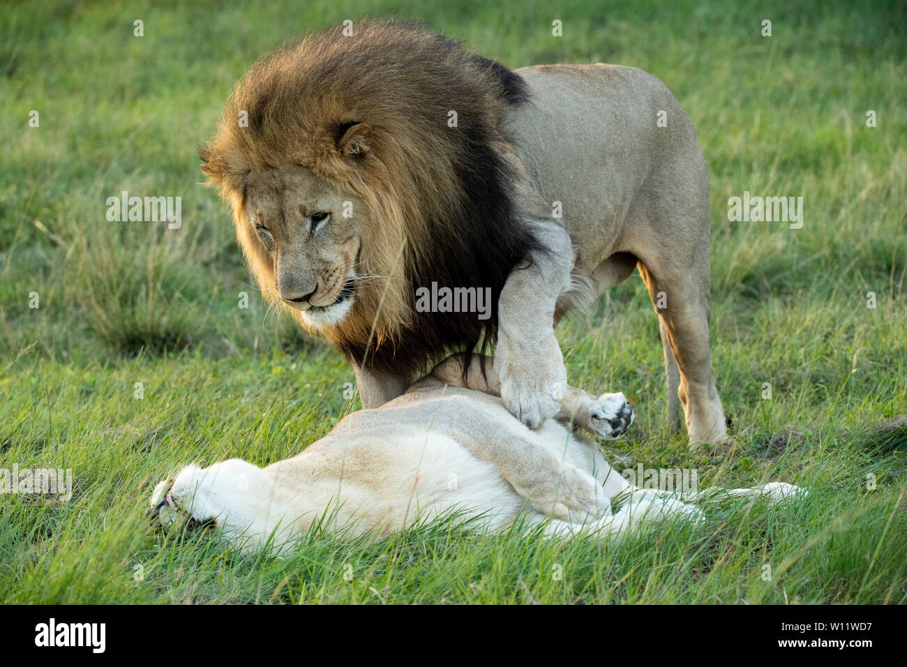 Accouplement des animaux lion Banque de photographies et d’images à ...