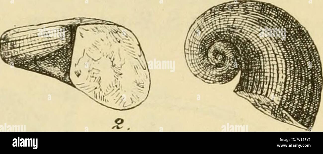 Image d'archive à partir de la page 135 de mourir Leitfossilien Ein ...