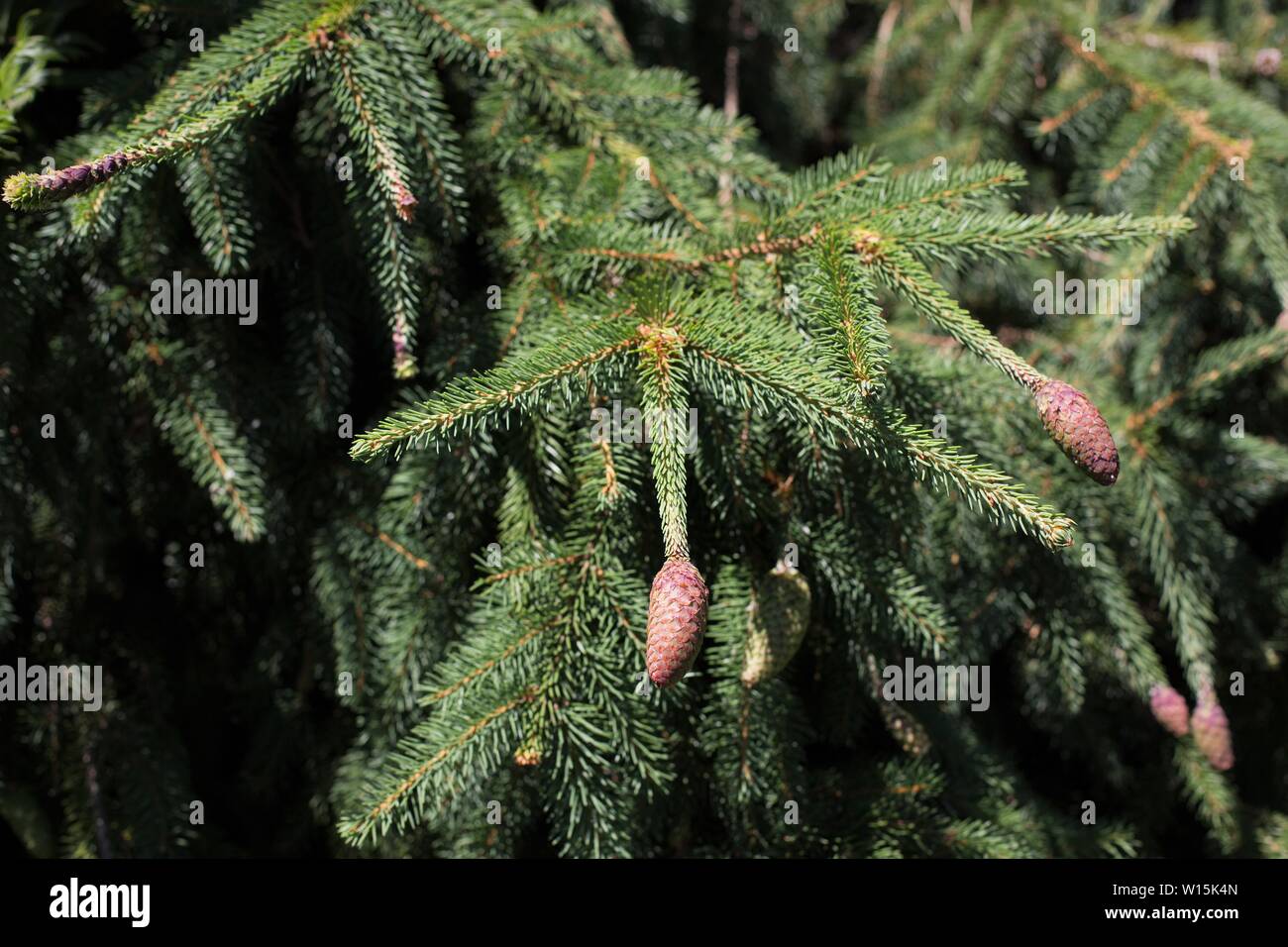 Norway spruce picea abies acrocona Banque de photographies et d’images ...