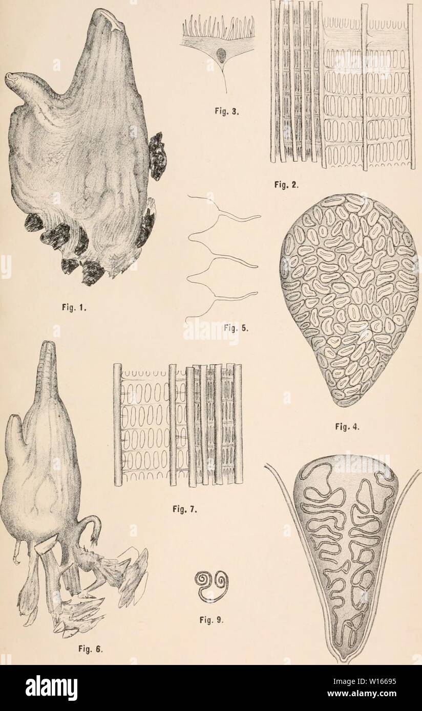 Polycarpa sp Banque de photographies et d’images à haute résolution - Alamy
