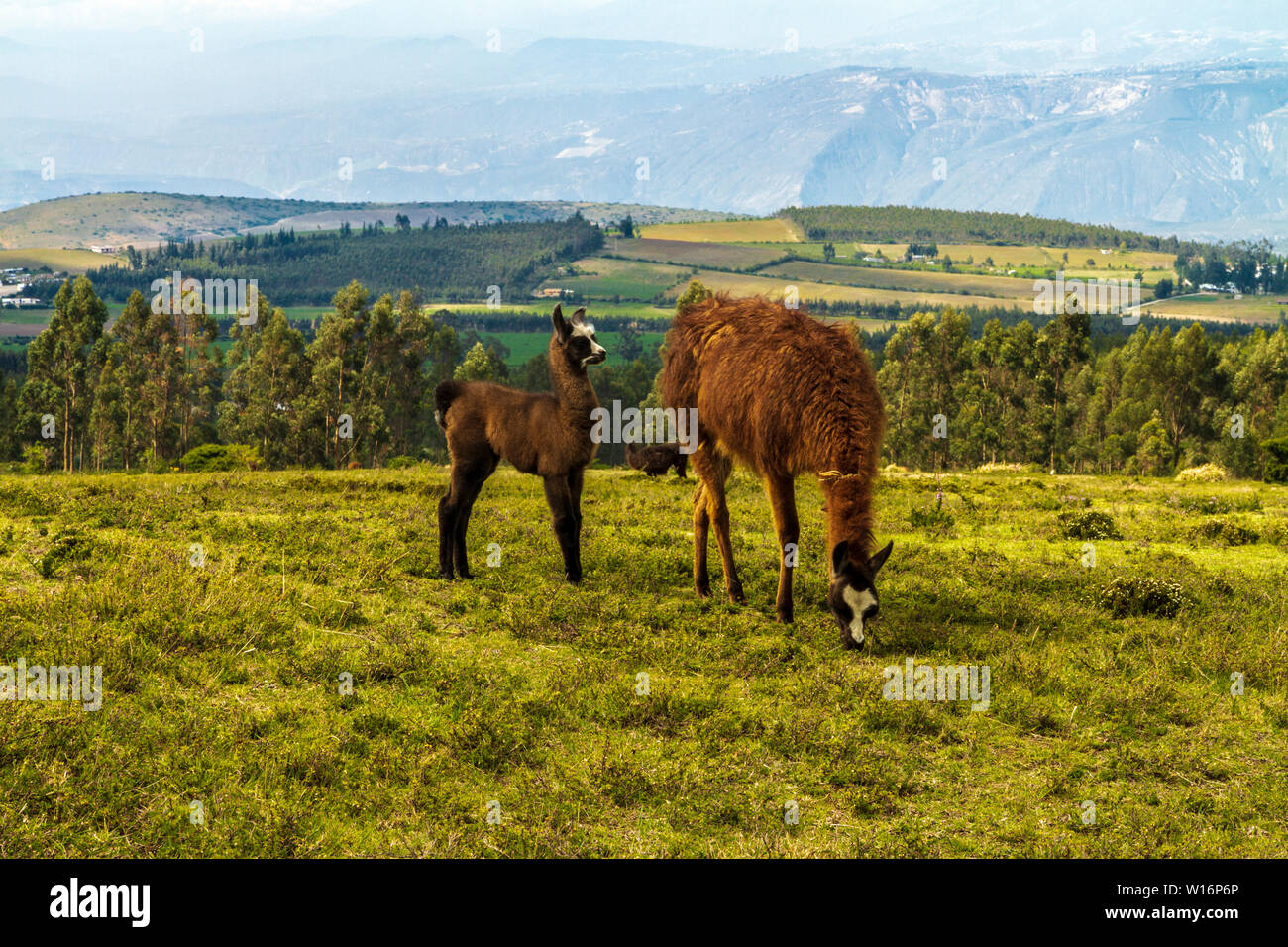 Lama manger Banque de photographies et d’images à haute résolution - Alamy