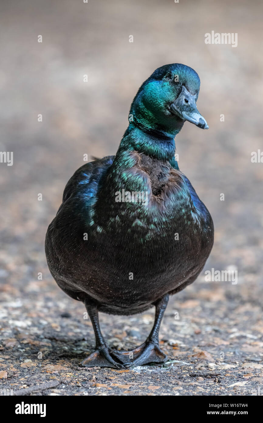 Canards colvert hybrides Banque de photographies et d’images à haute ...