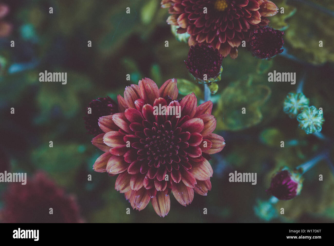 Fleur marron Banque de photographies et d’images à haute résolution - Alamy