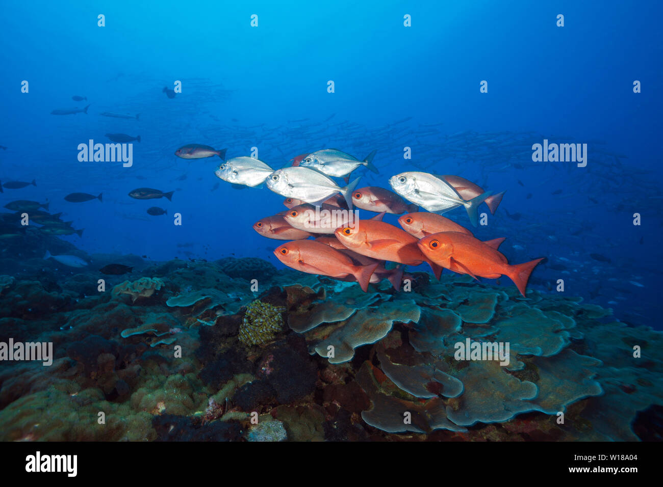Faune de la mer rouge Banque de photographies et d’images à haute ...