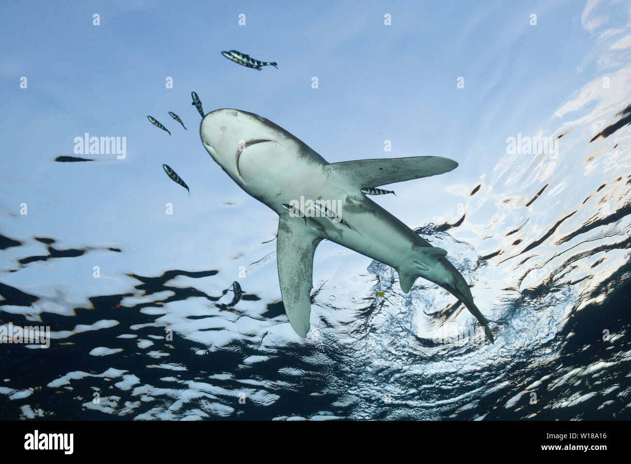 Monsieur Requin Banque d'image et photos - Alamy