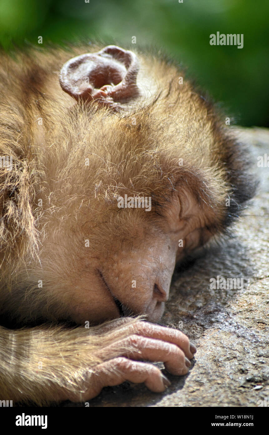 Tête de singe Banque de photographies et d’images à haute résolution ...