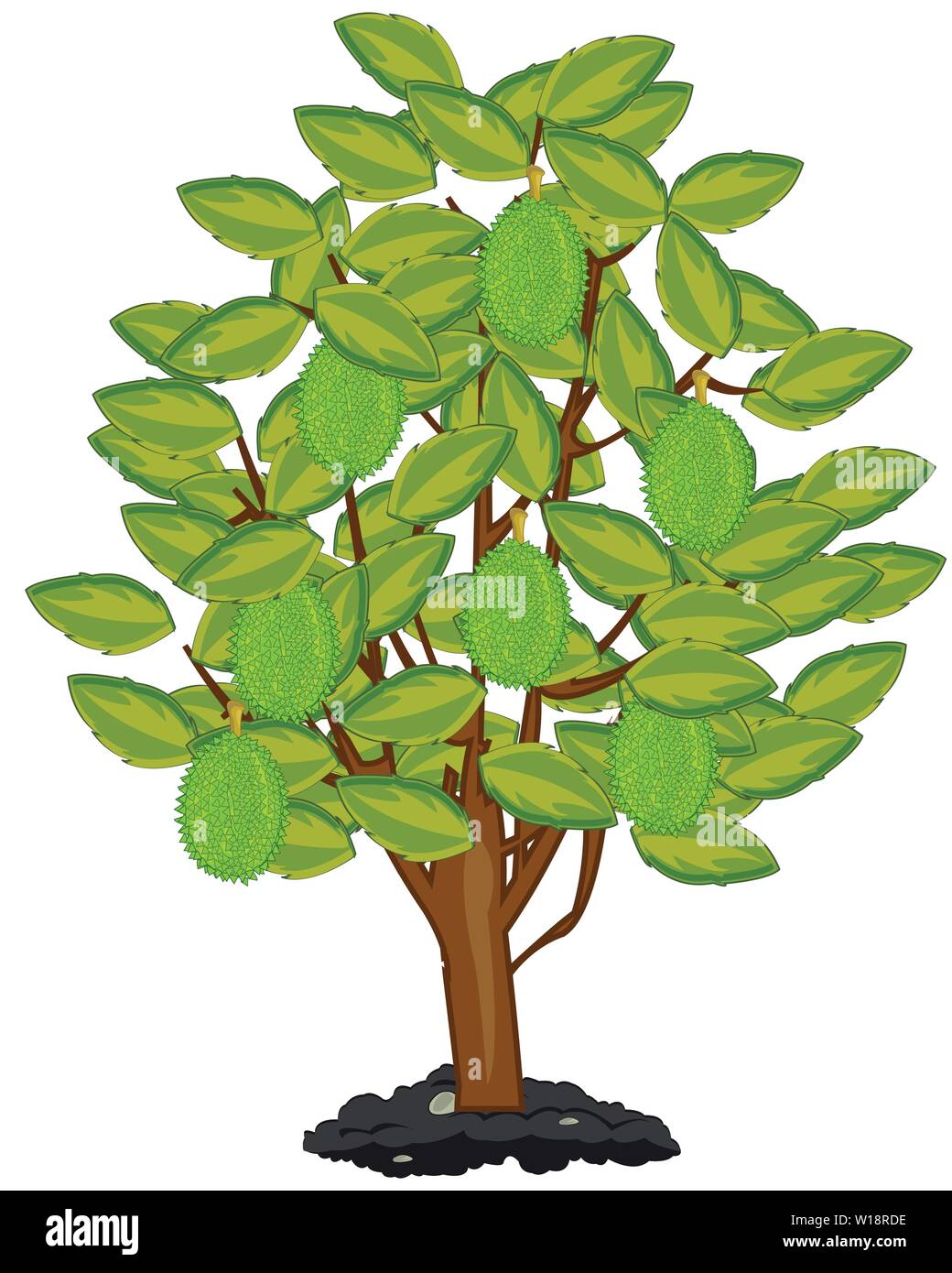 Walnut tree farm Banque d'images vectorielles - Alamy