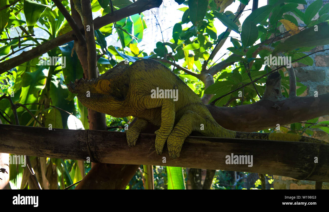 Portrait of male Parson's caméléon Calumma parsonii Peyrieras aka en ...