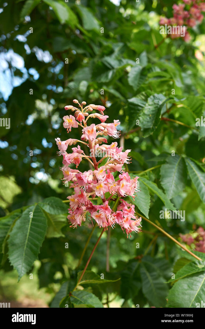 Feuillage de marronnier rouge aesculus x carnea Banque de photographies ...