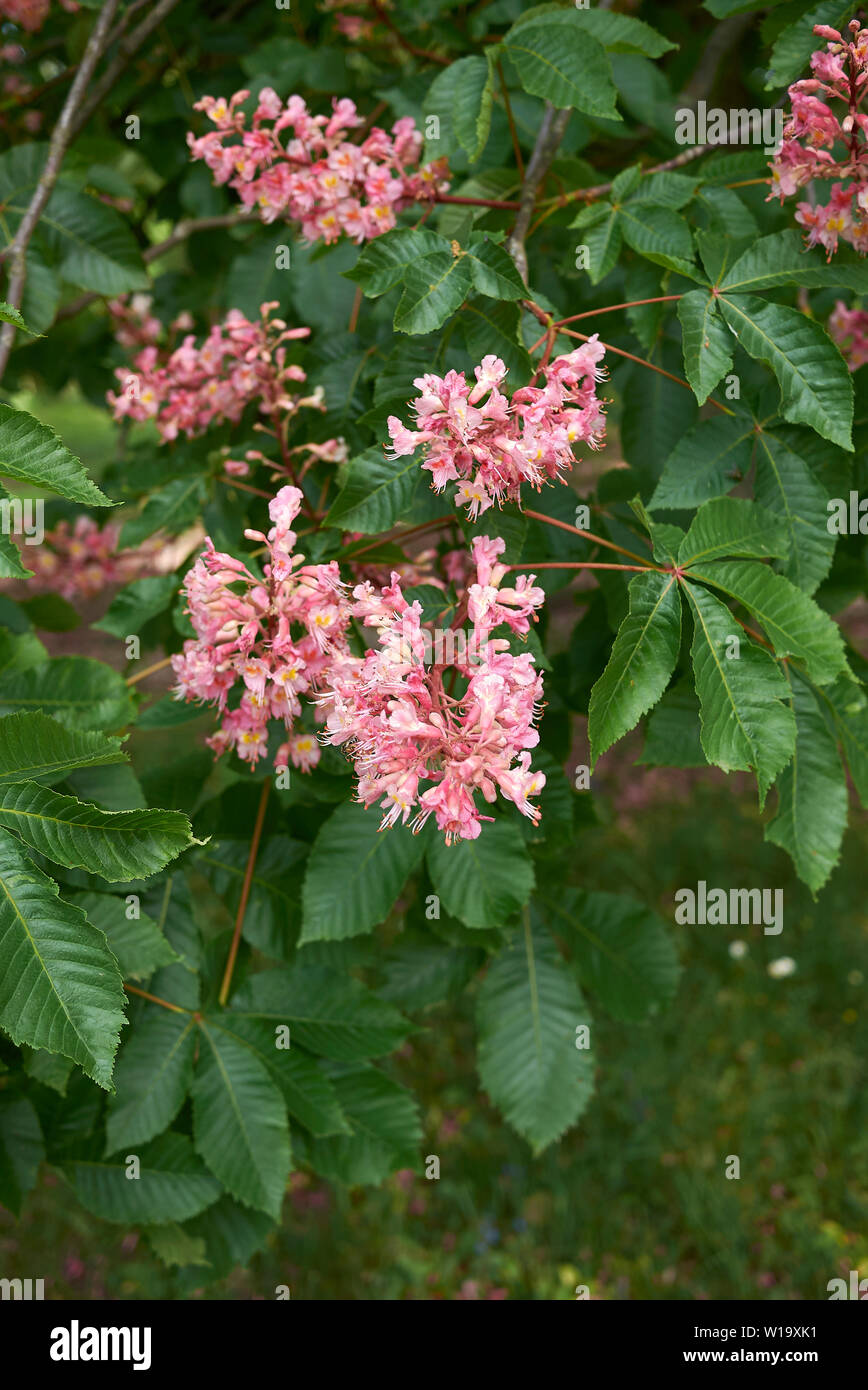 Feuillage de marronnier rouge aesculus x carnea Banque de photographies ...