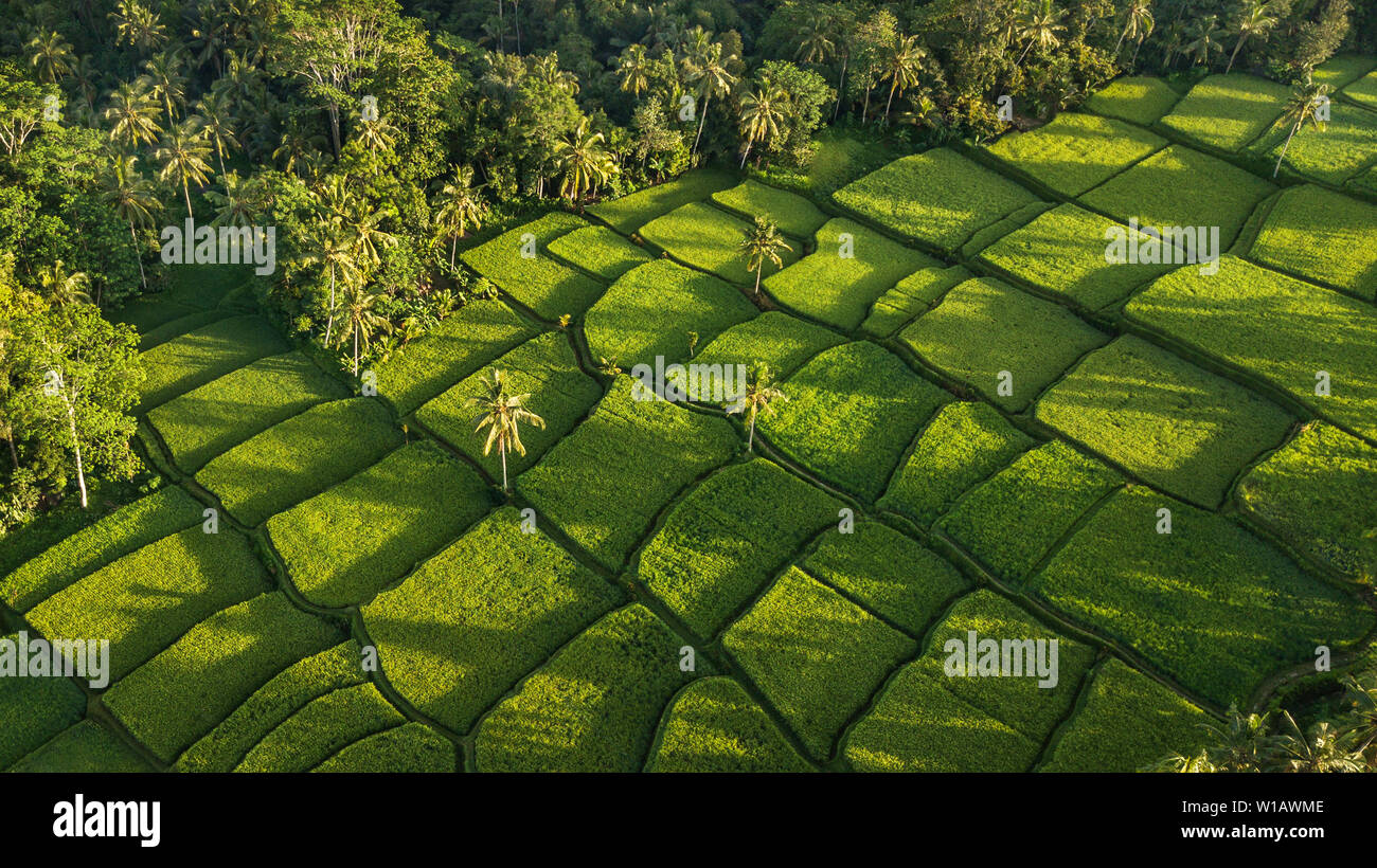 Terrasses de riz hill à Ubud, Bali Indonésie au lever du soleil. Belle ...