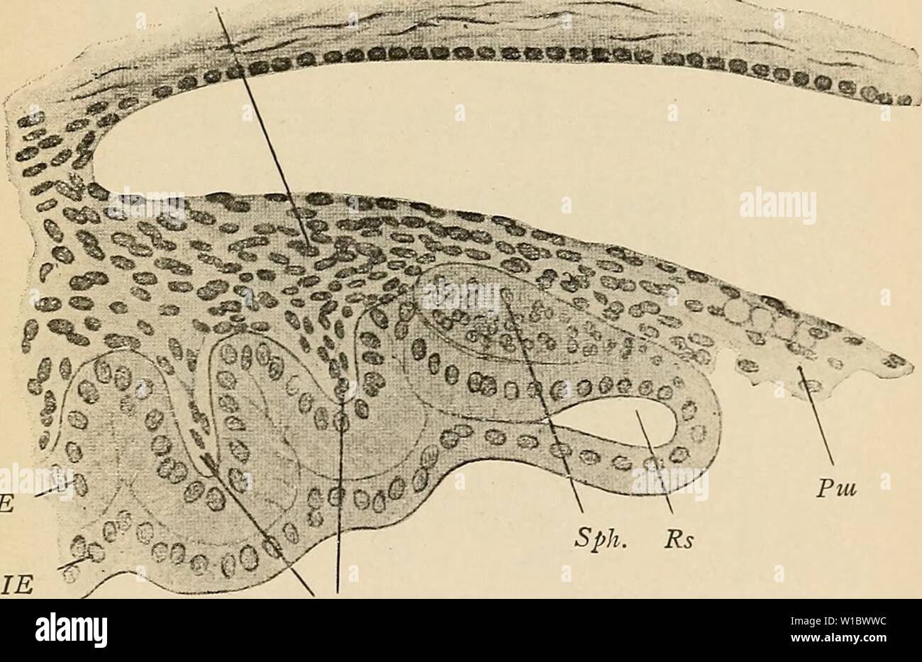Processus ciliaires Banque de photographies et d’images à haute ...