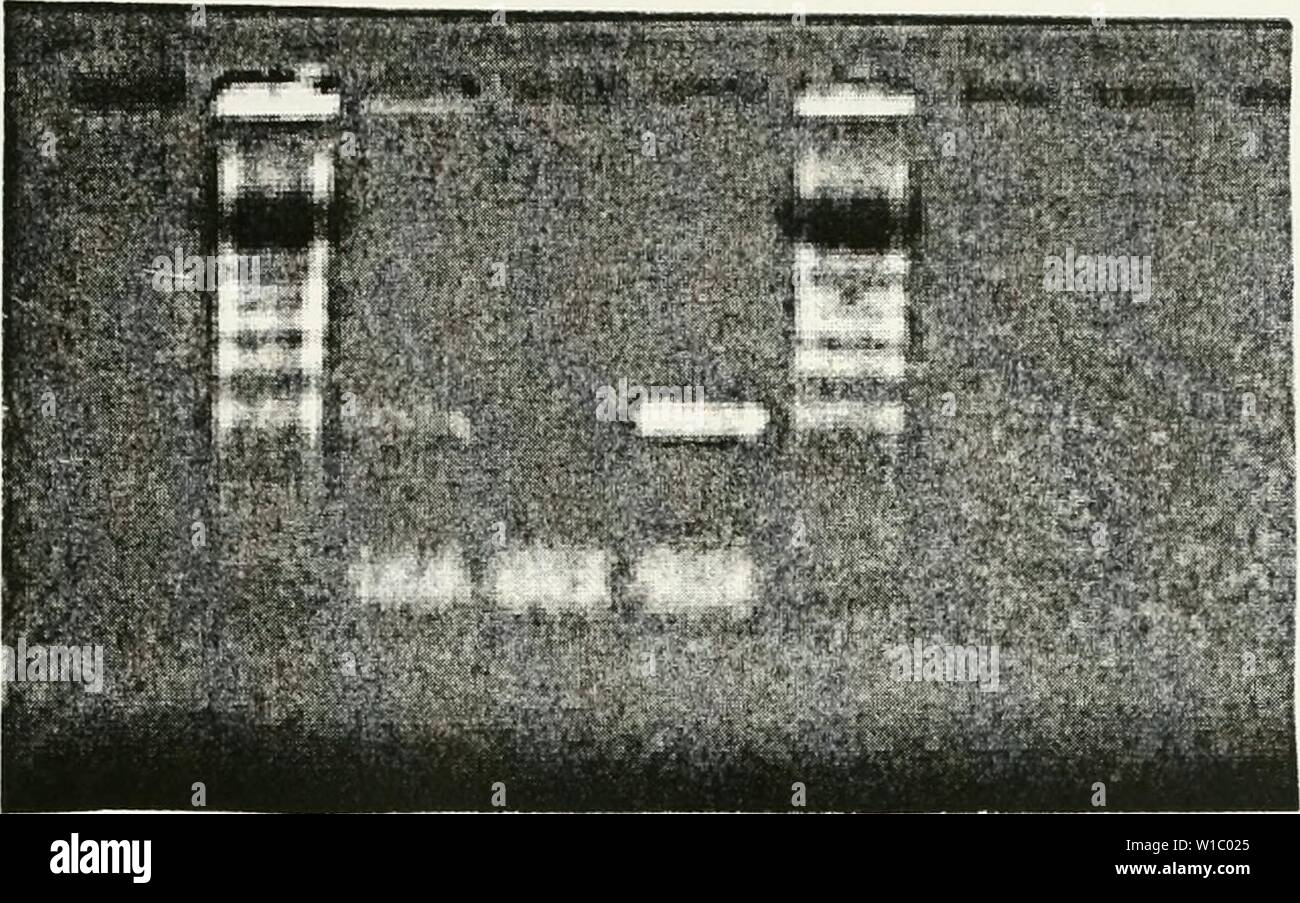 Que contiene enzimas Banque de photographies et d’images à haute ...
