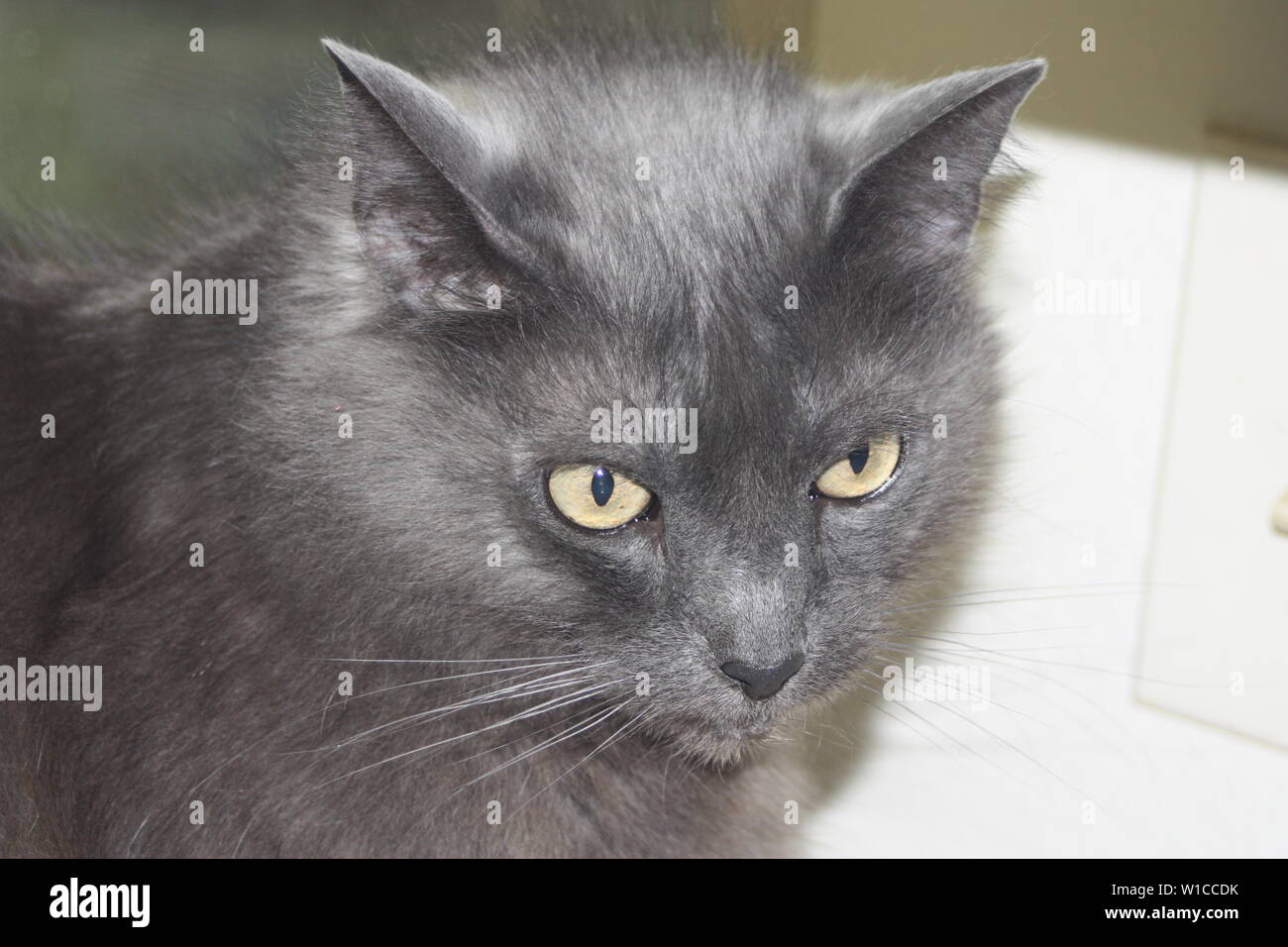 Chat bleu russe Banque de photographies et d’images à haute résolution ...