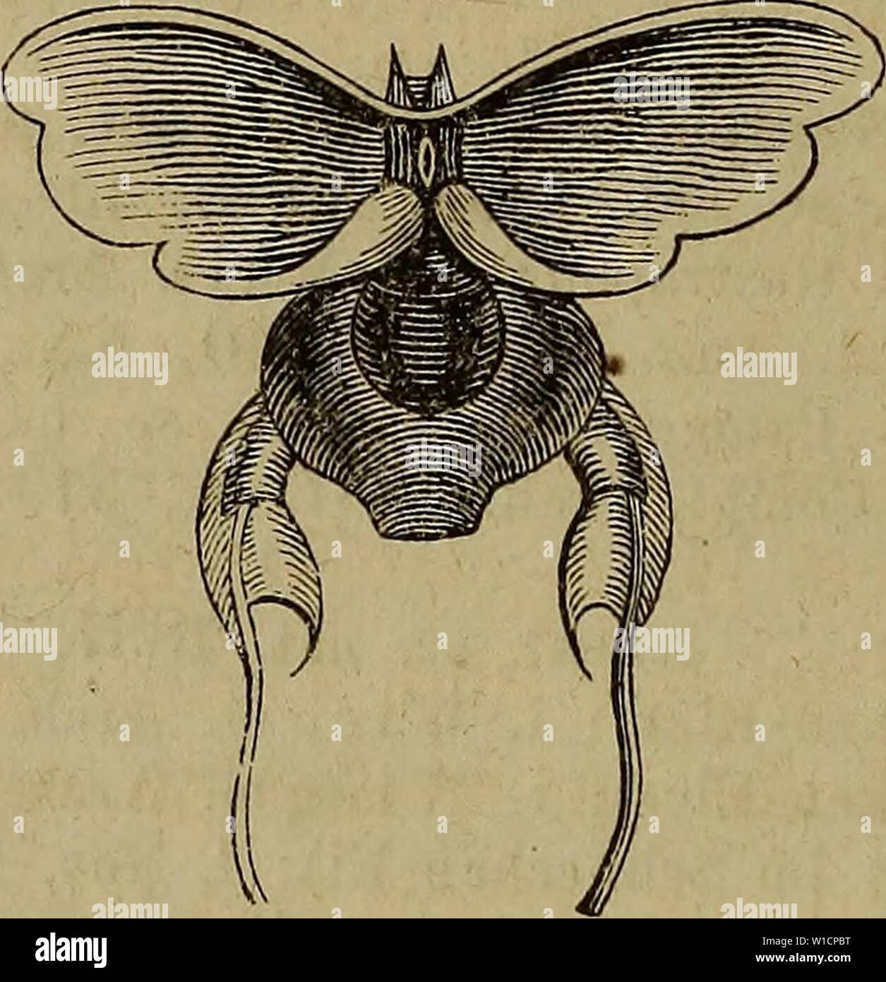 Pteropoda sp Banque de photographies et d’images à haute résolution - Alamy