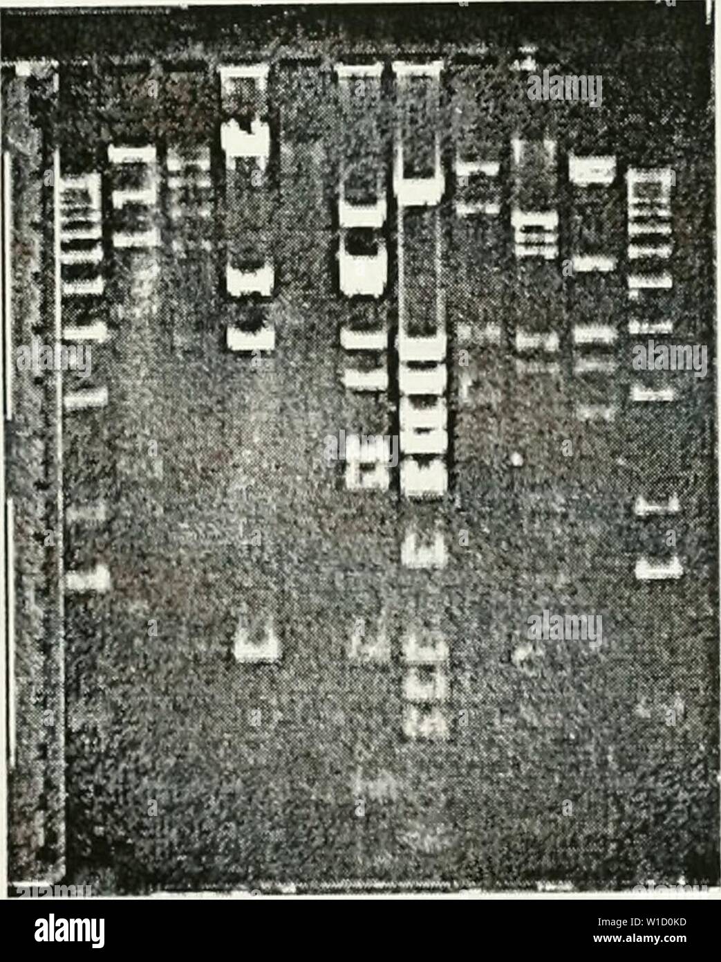 24 chromosomes Banque de photographies et d’images à haute résolution ...