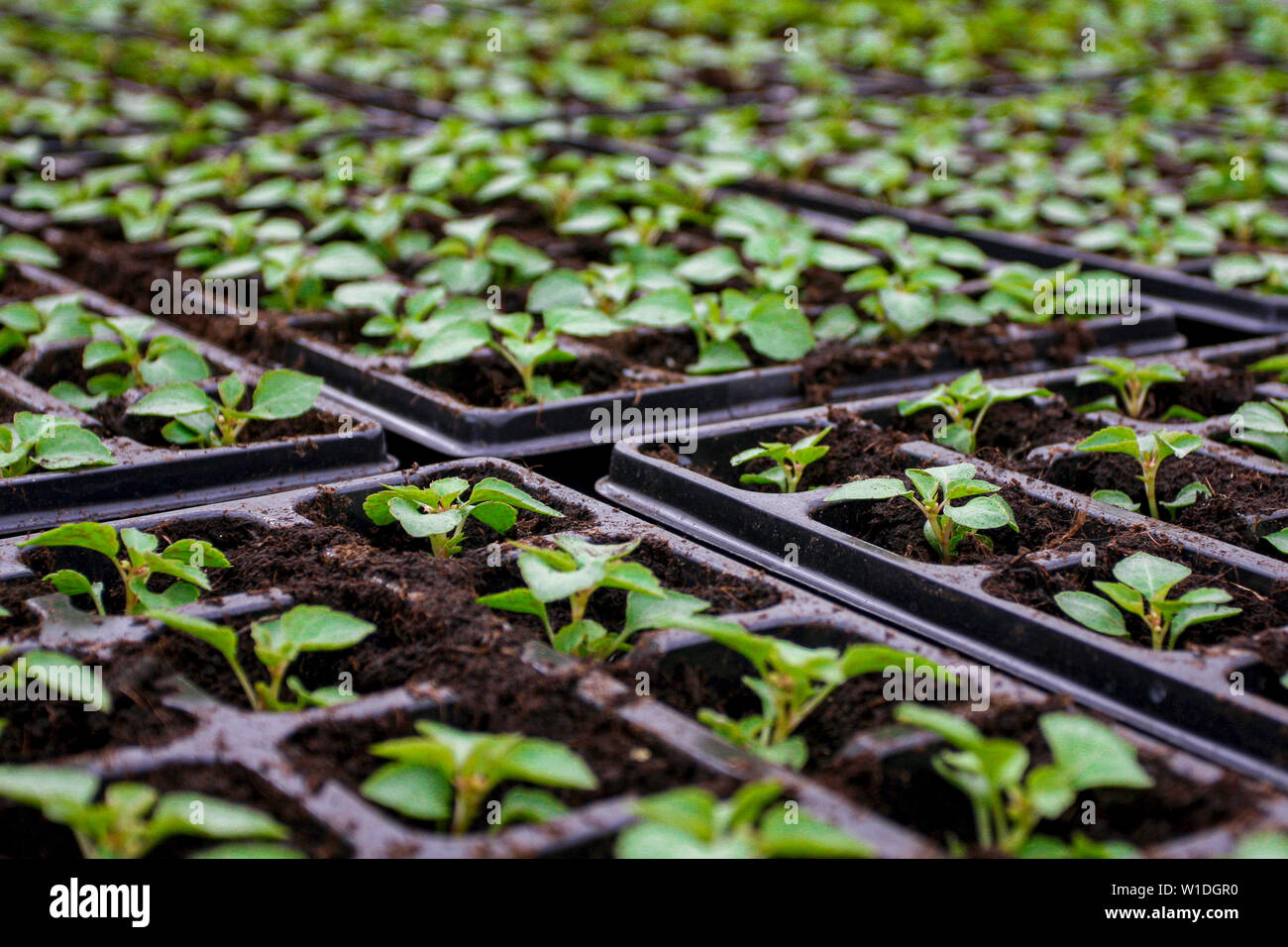 Faire pousser des plants de jeunes pousses Banque de photographies et d ...