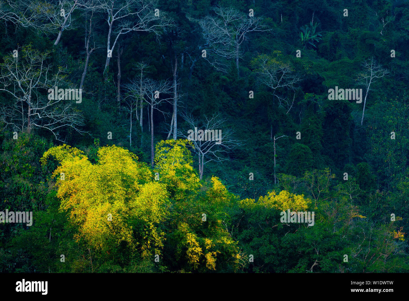 Forêt Tropicale Paradisiaque Banque d'image et photos - Alamy
