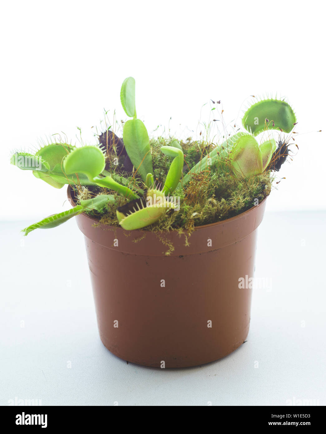 Predator en pot, Dionée Dionaea muscipula forme typique. Prédateurs ...