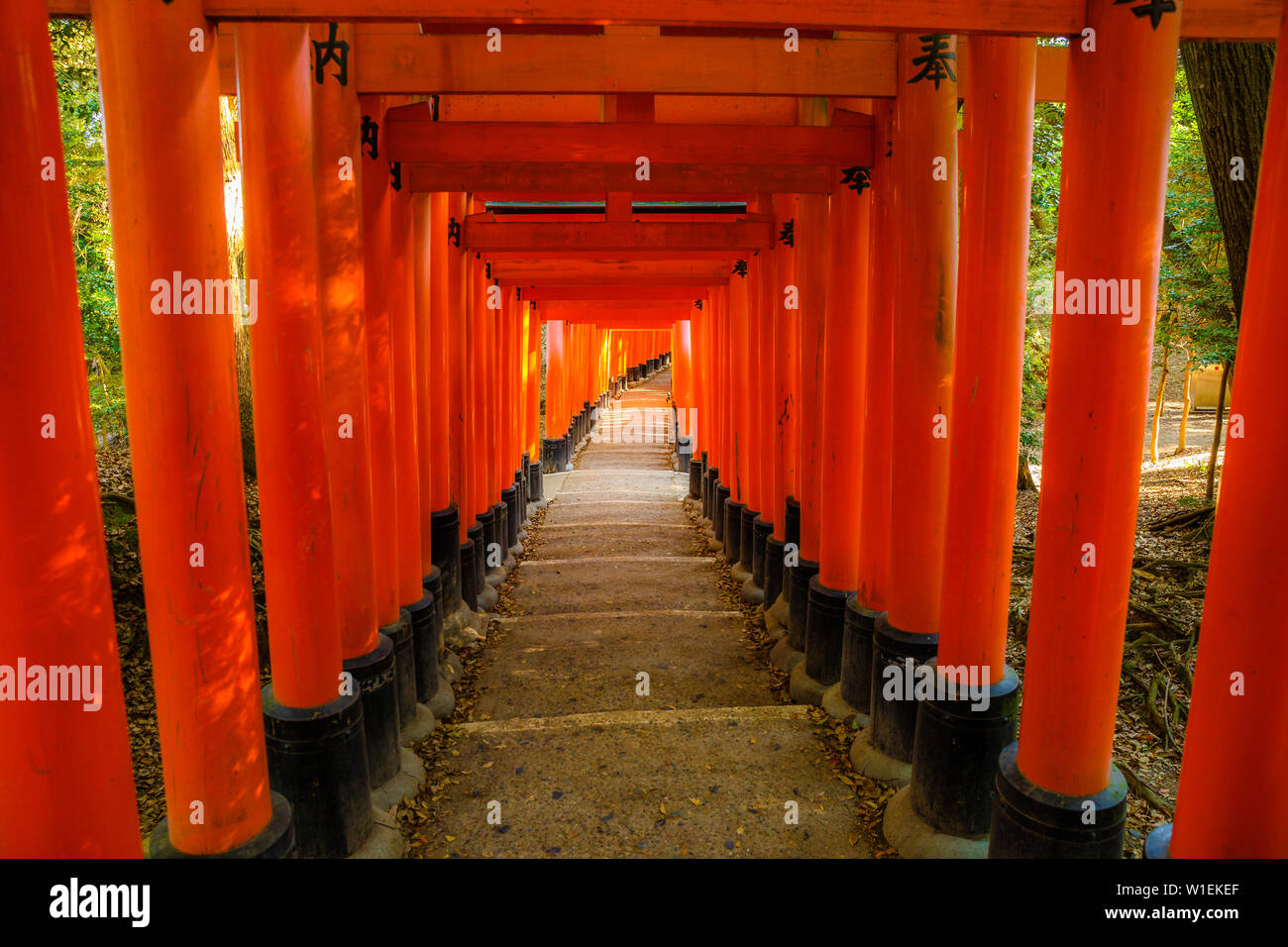 Portes rouges de torii Banque de photographies et d’images à haute ...