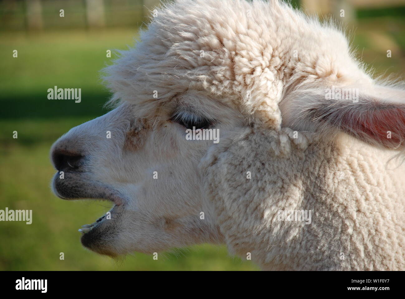 Alpaga qui rit Banque de photographies et d’images à haute résolution ...