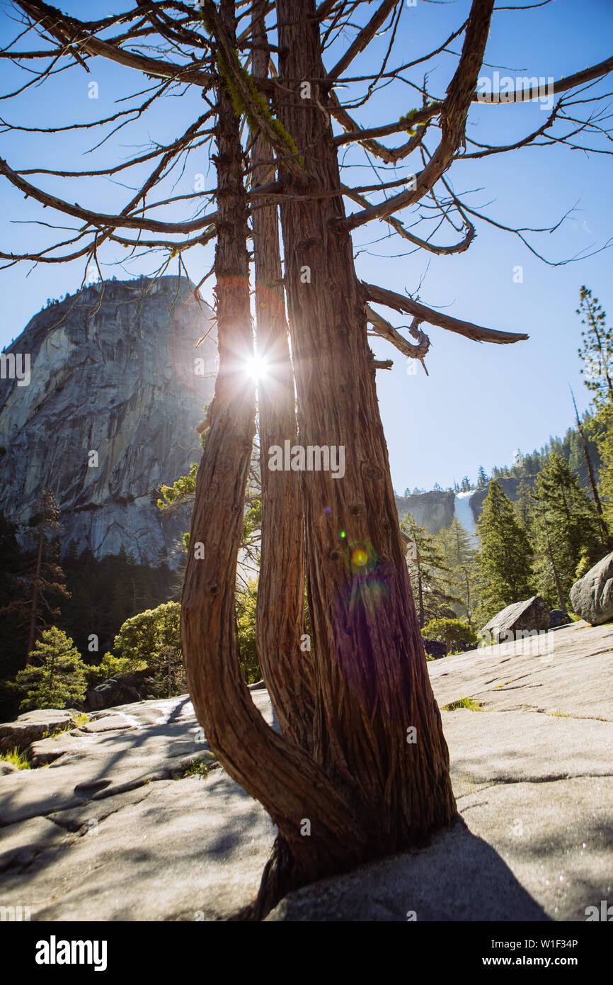 Arbre qui pousse sur un rocher Banque de photographies et d’images à ...