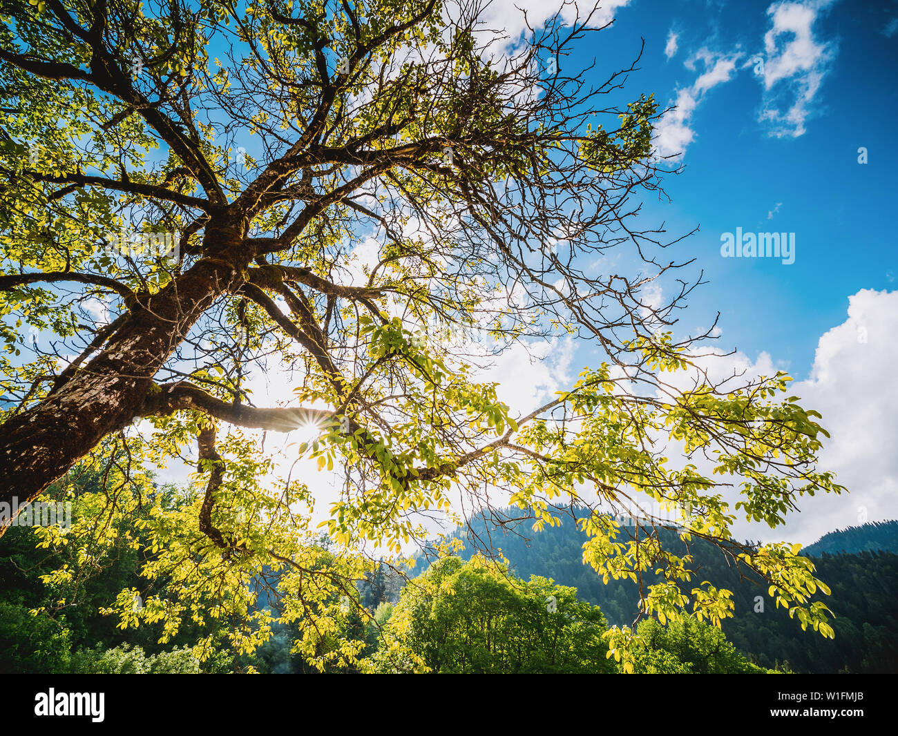 Arbre Jaune Banque d'image et photos - Alamy
