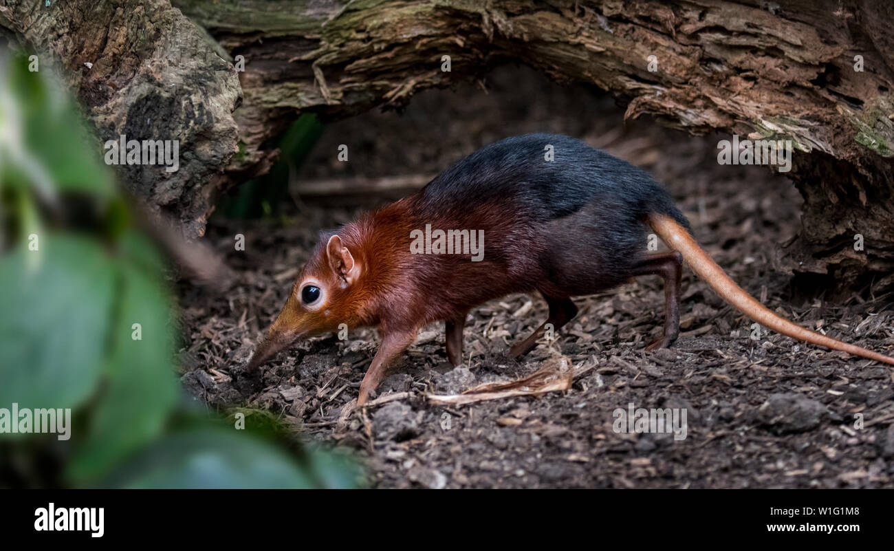 Musaraigne de l'éléphant Banque de photographies et d’images à haute ...