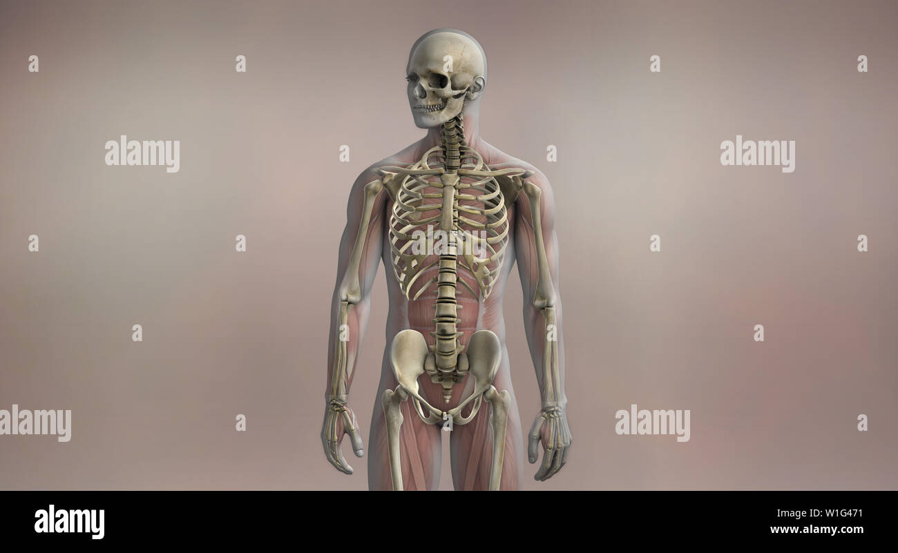 Anatomie squelette Banque de photographies et d’images à haute ...