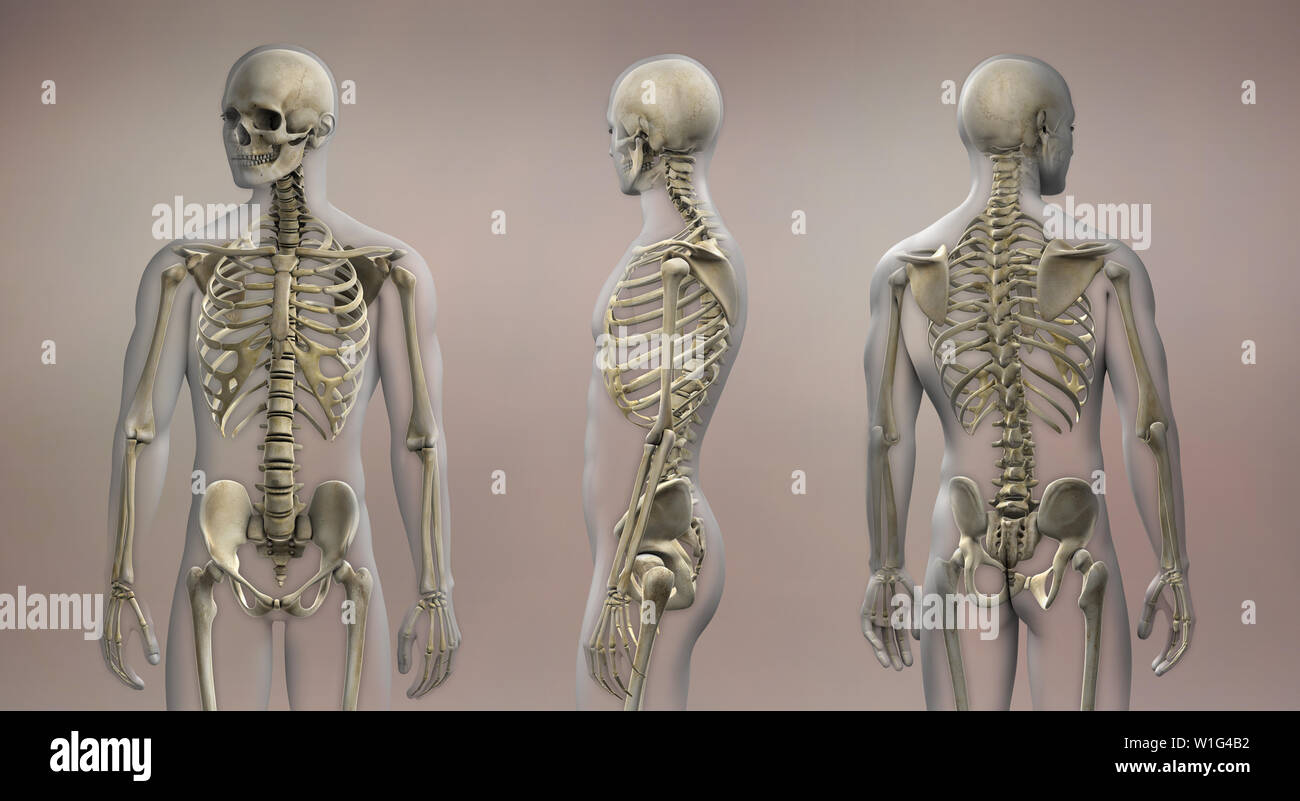 Anatomie squelette Banque de photographies et d’images à haute ...