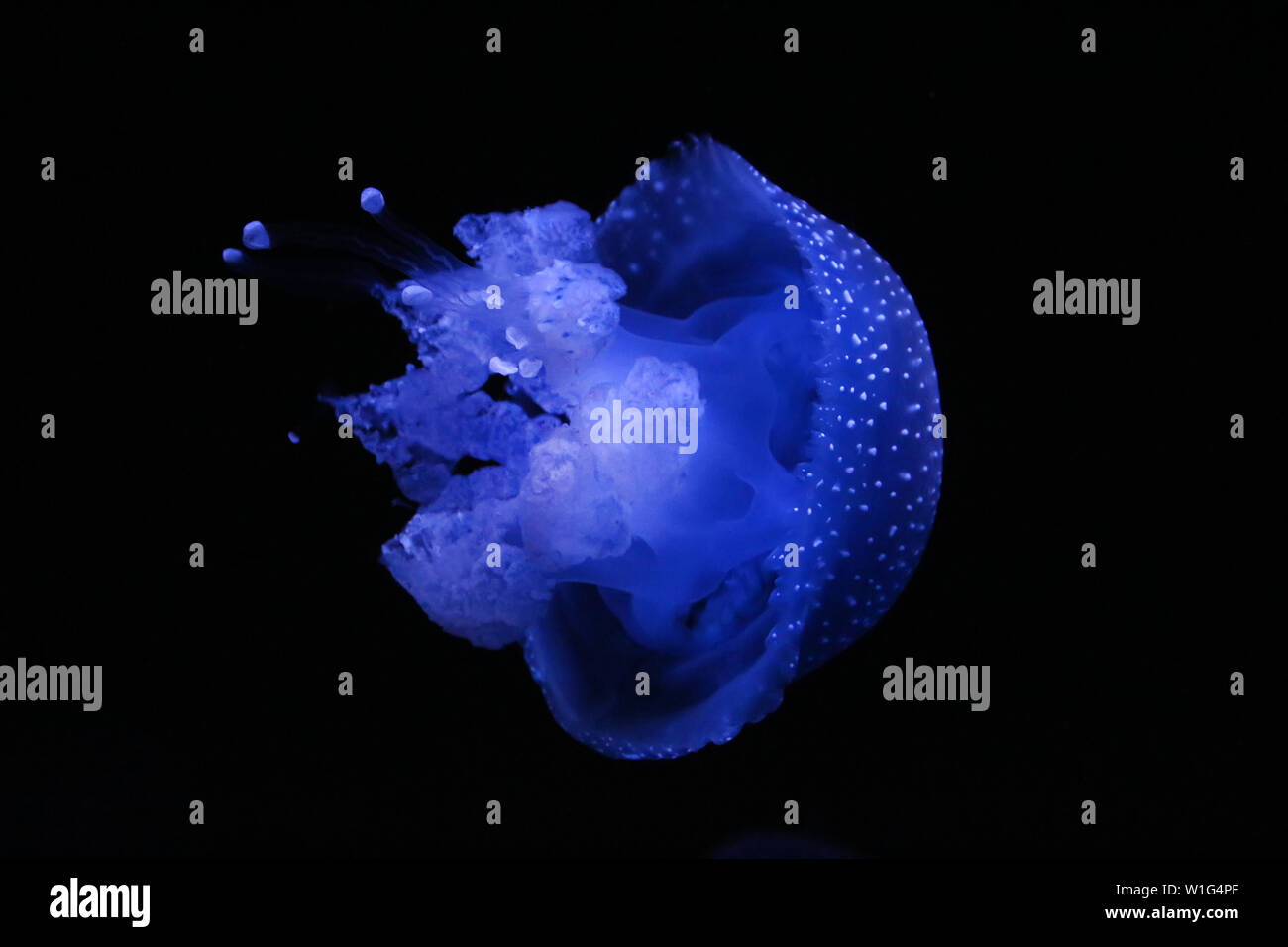 Voir de belles méduses repéré australienne à pois blancs sur fond noir ...