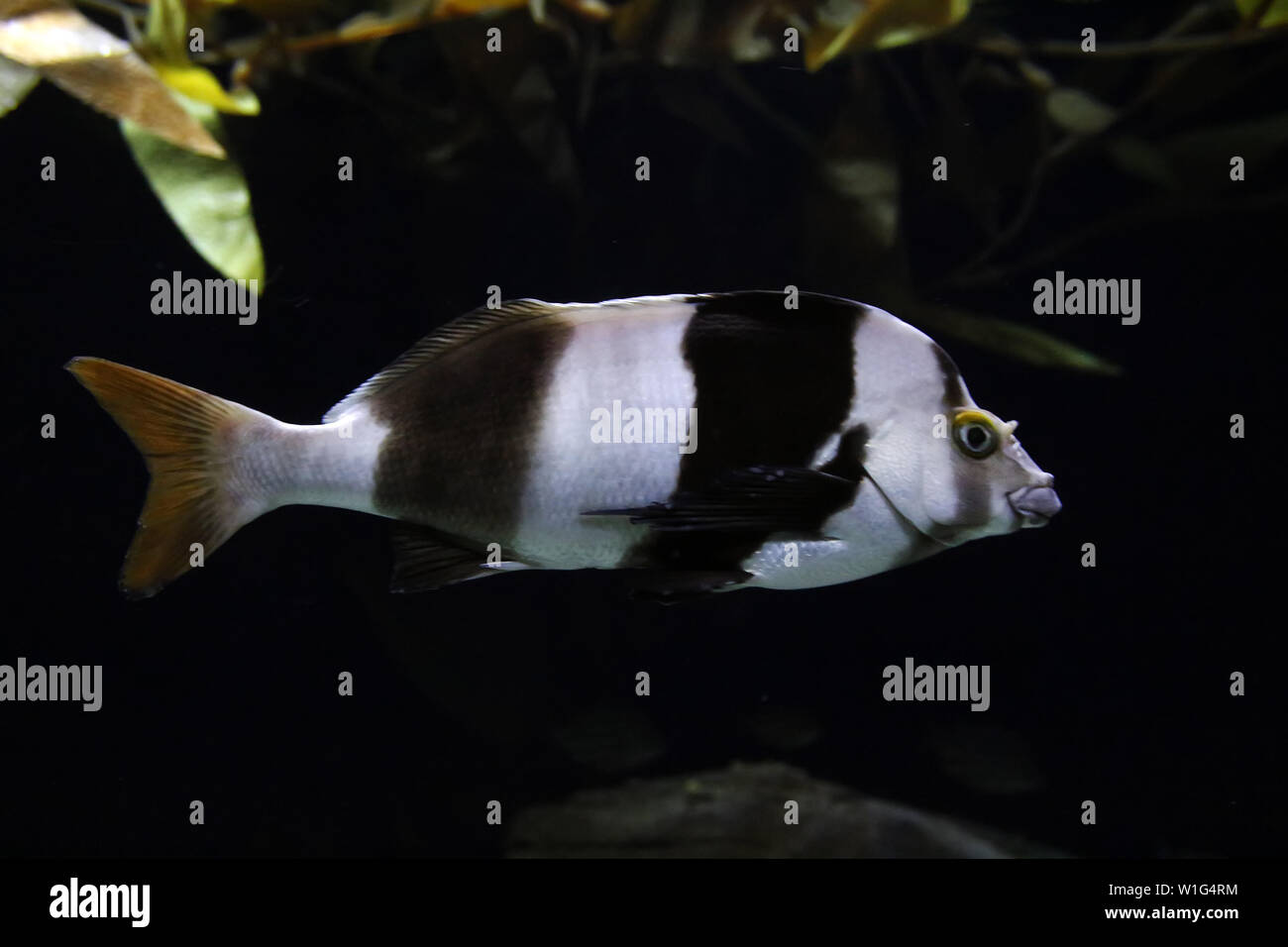 Cheilodactylus nigripes Banque de photographies et d’images à haute ...