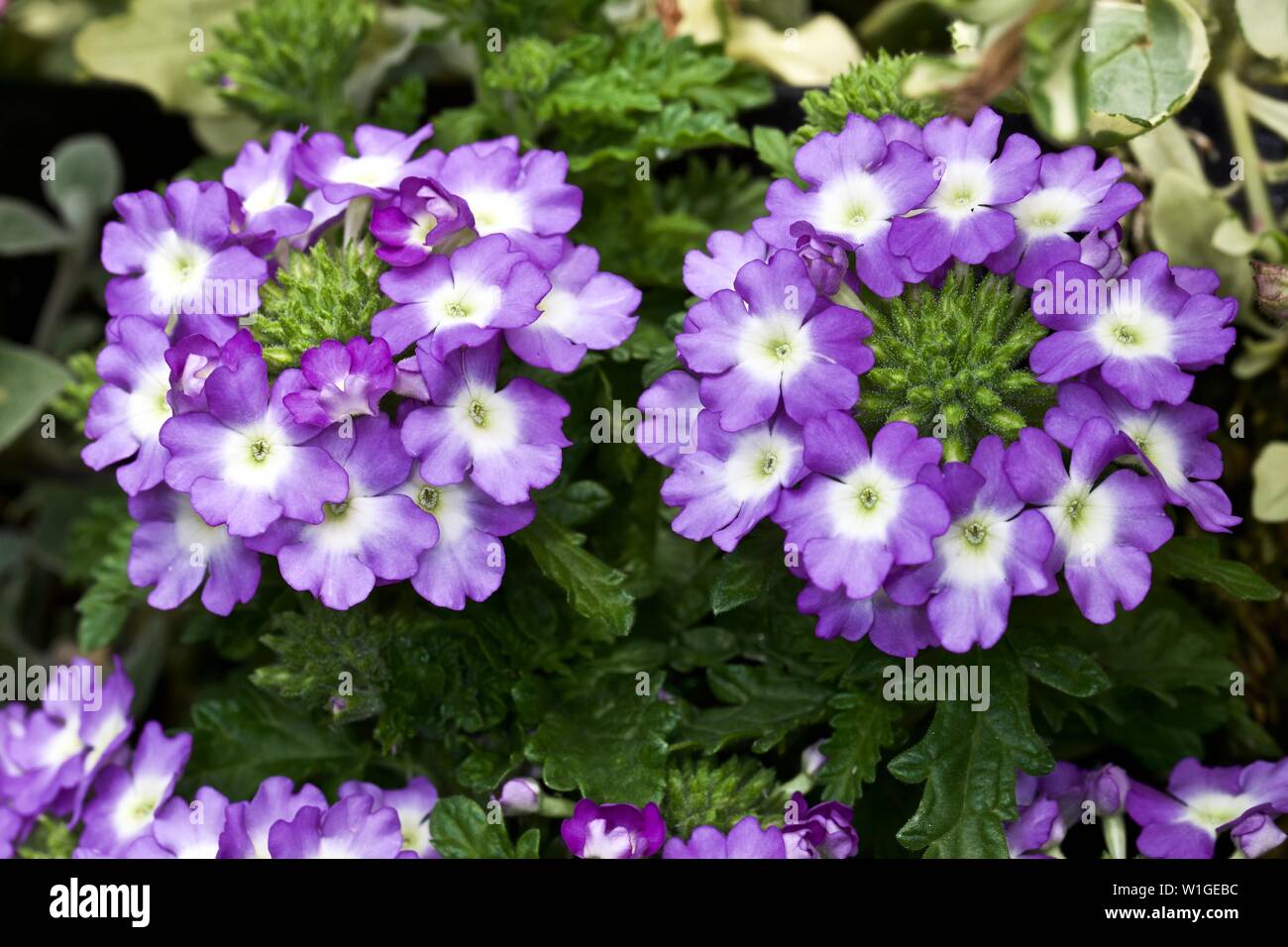 Verveine verveine verbenaceae verveine blanche Banque de photographies ...