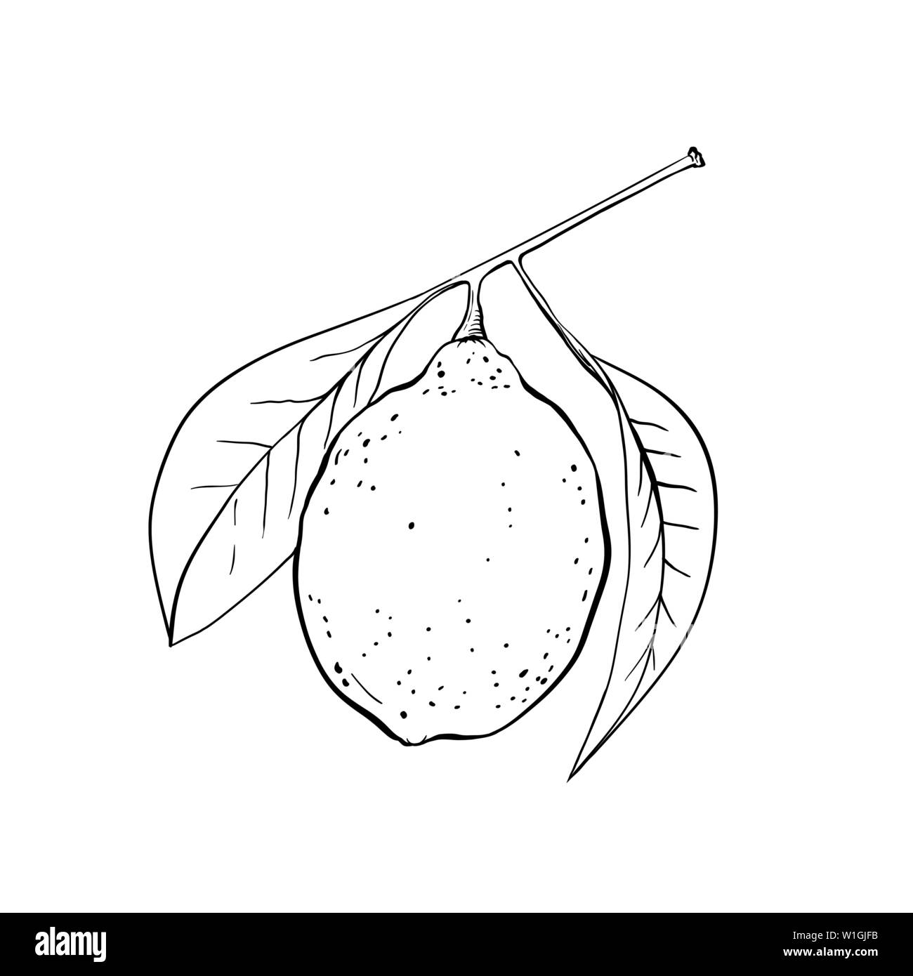 Art citron Banque d'images vectorielles - Alamy