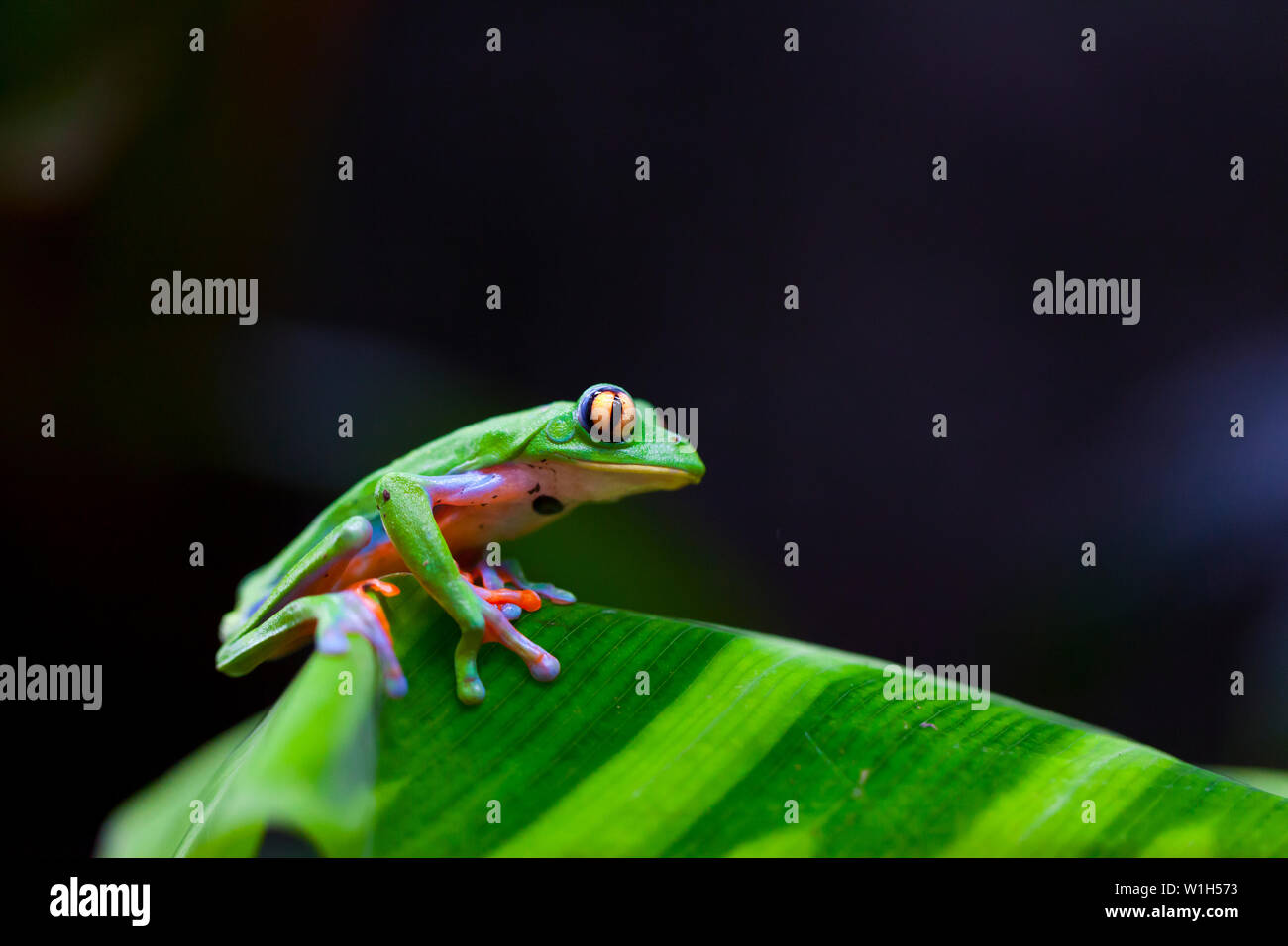 Grenouille feuille aux yeux d'or rana de hoja de ojos dorados Banque de ...